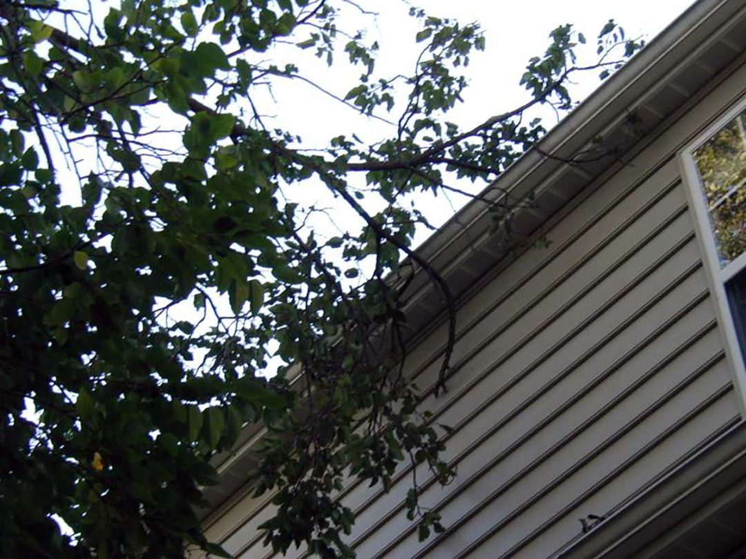 Atlanta Tree Service at Cost | Tree cutting, trimming, removal